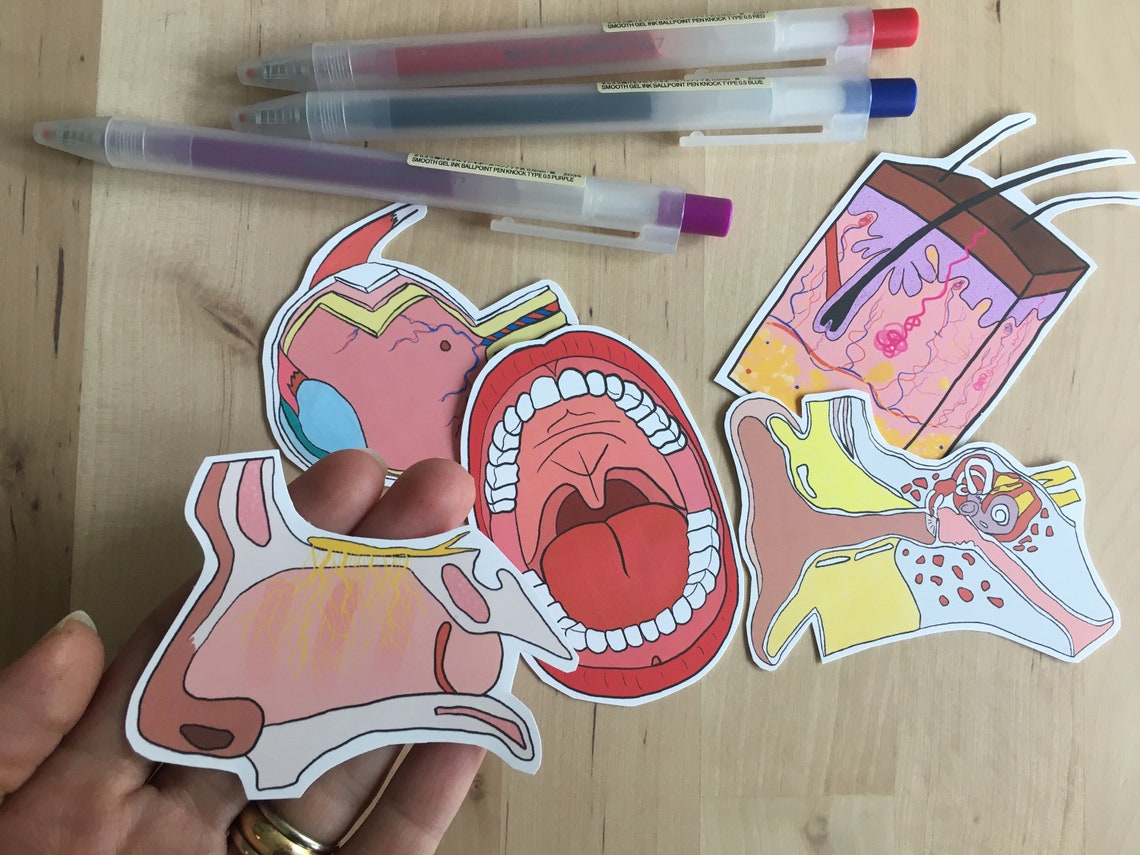The Sensational Sticker Set-5 Stickers-ear Eye Tongue Nose - Etsy