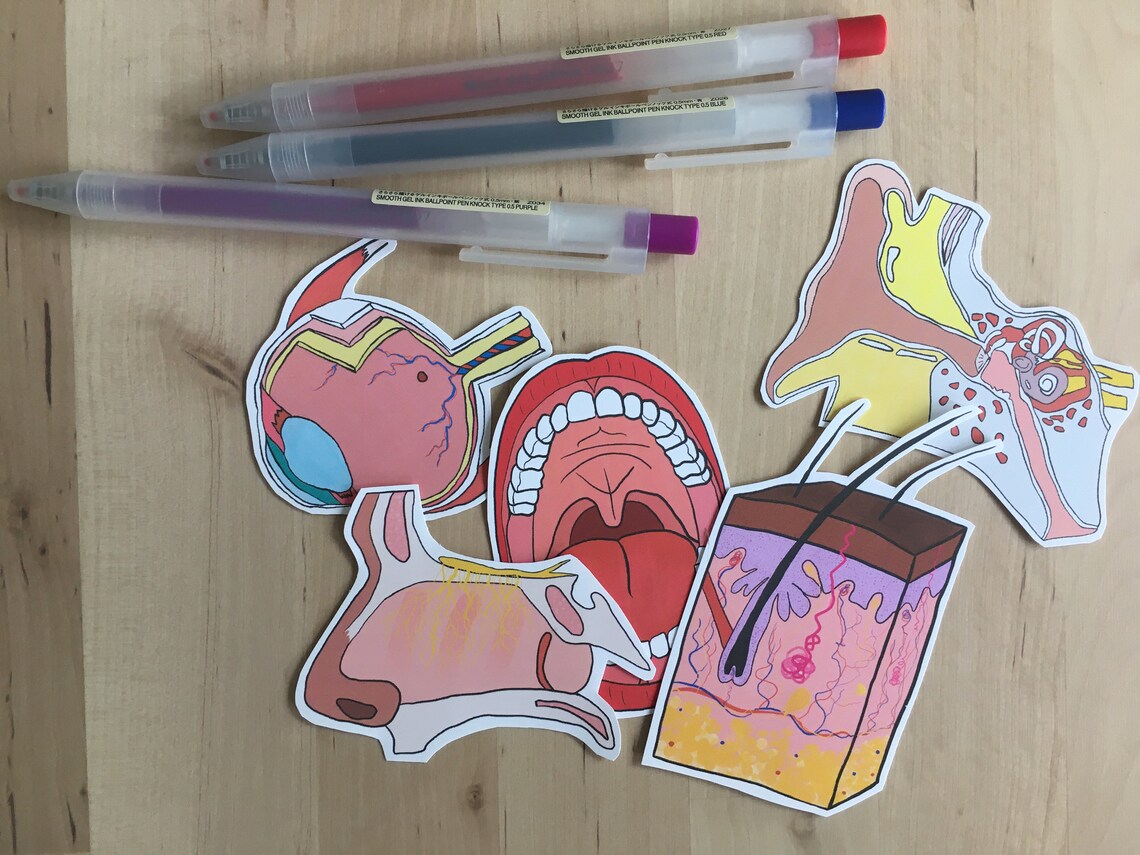 The Sensational Sticker Set-5 Stickers-ear Eye Tongue Nose - Etsy