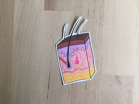Skin/integumentary System Sticker | Etsy