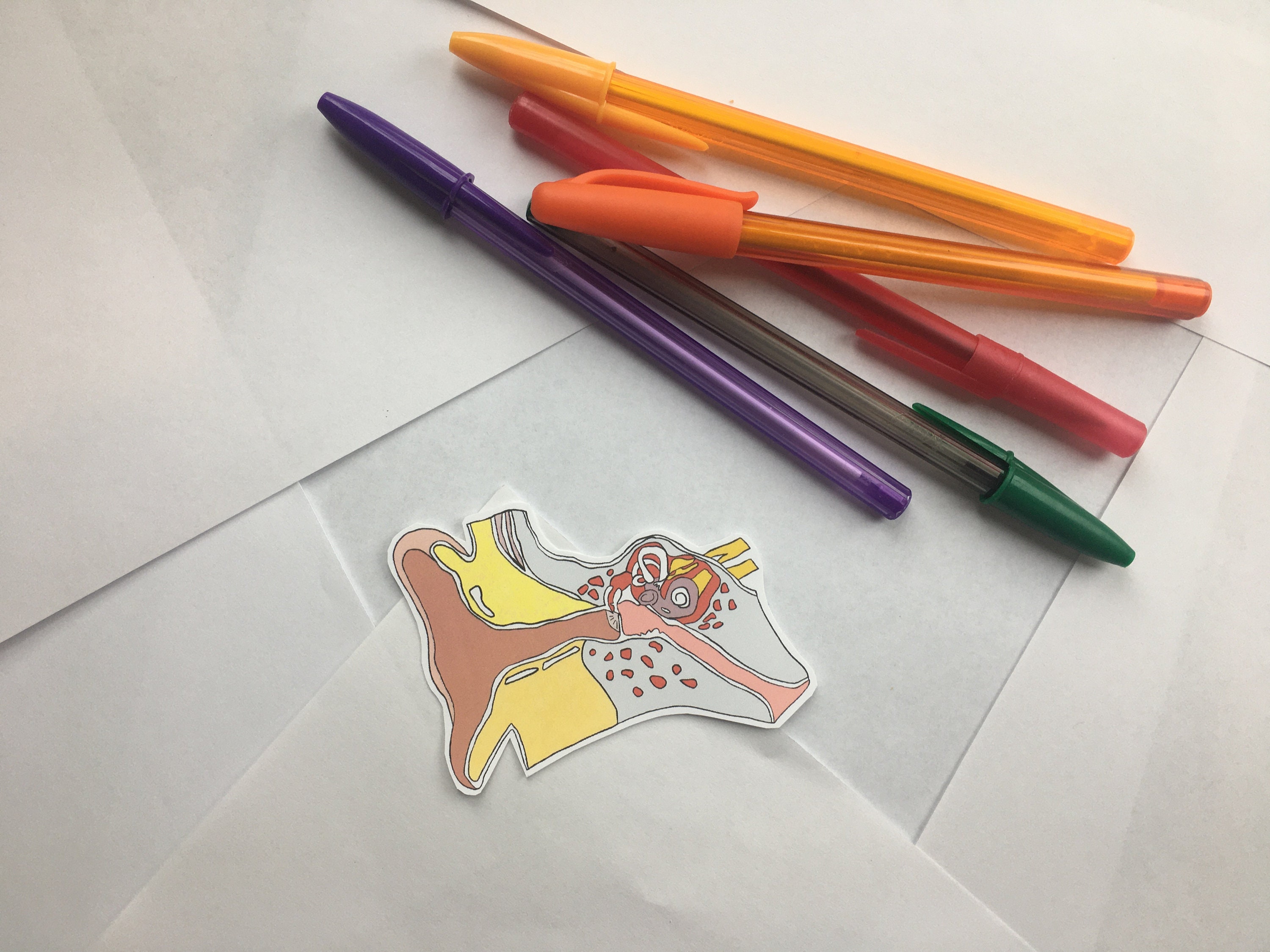 Anatomical Ear Sticker - Etsy