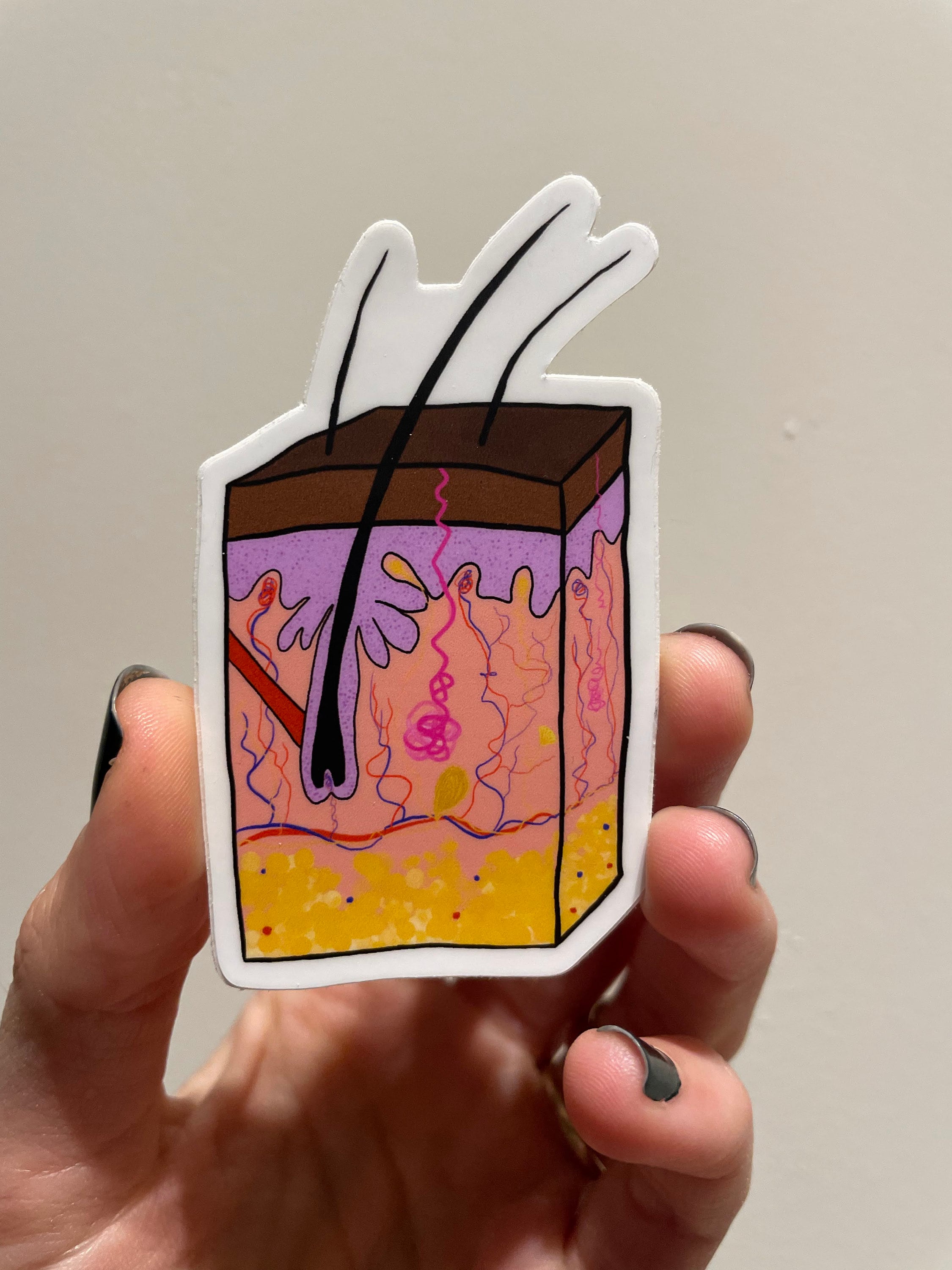 Skin/integumentary System Sticker - Etsy