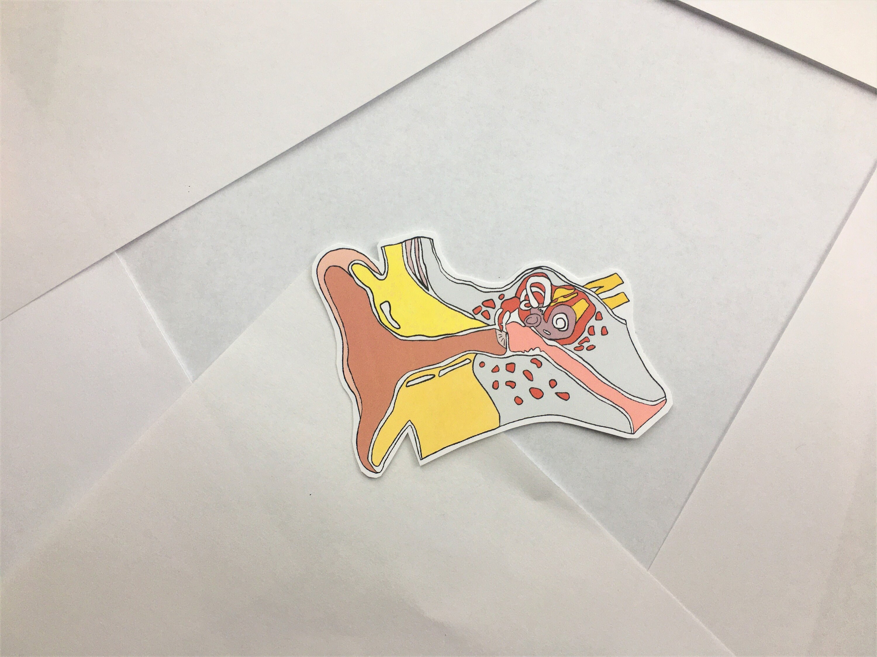 Anatomical Ear Sticker - Etsy