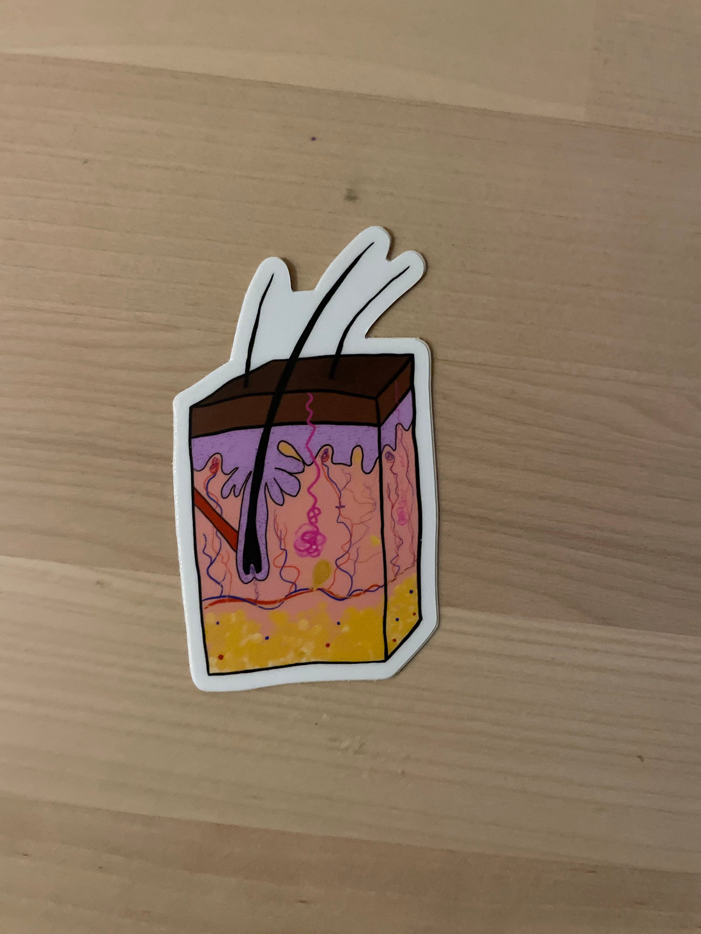 Skin/integumentary System Sticker - Etsy