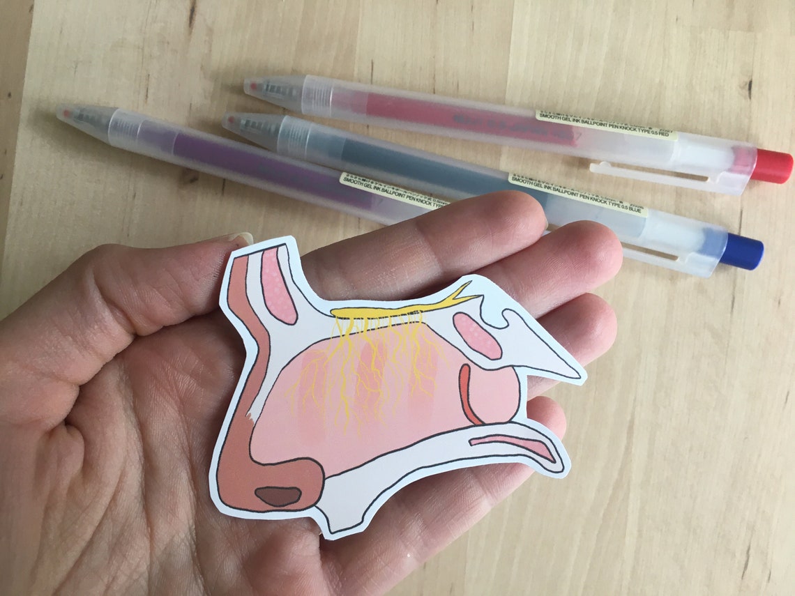 Anatomical Nasal Cavity/nose Sticker - Etsy