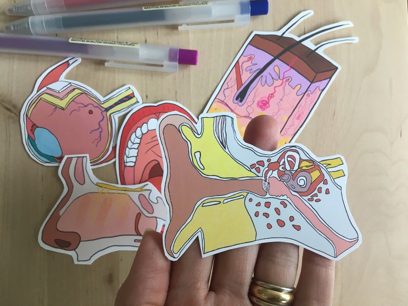 The Sensational Sticker Set-5 Stickers-ear Eye Tongue Nose - Etsy