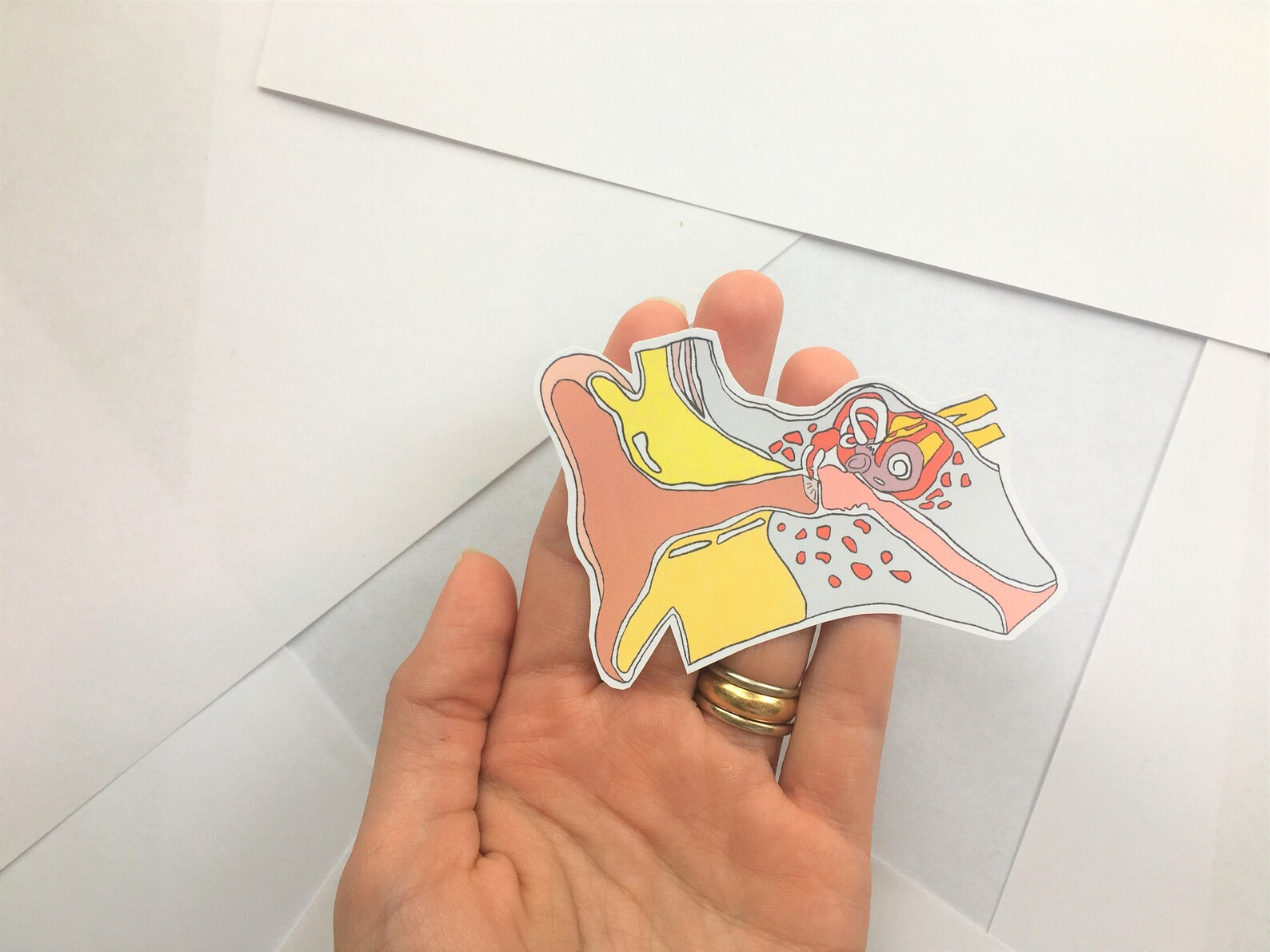 Anatomical Ear Sticker - Etsy