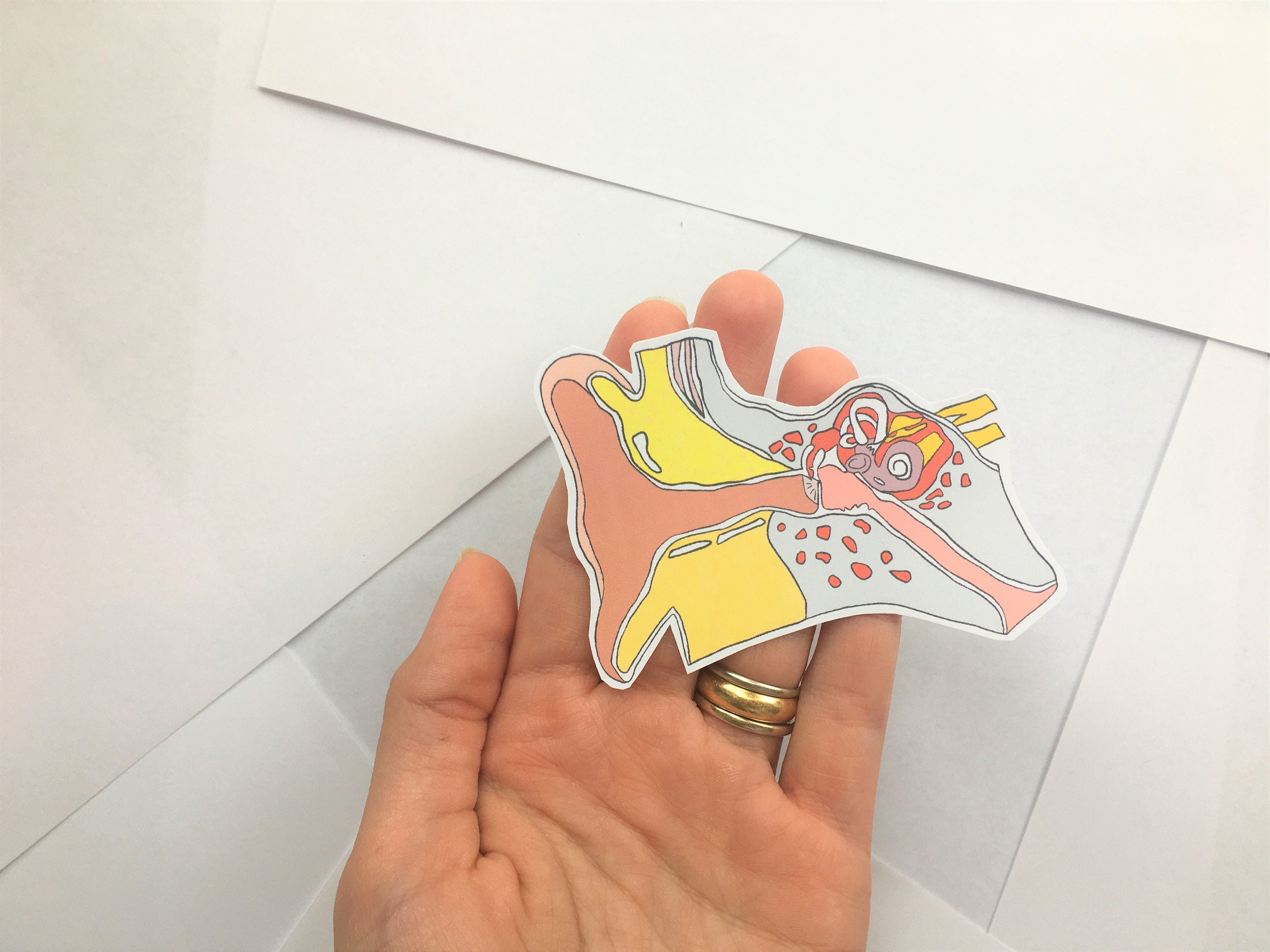 Anatomical Ear Sticker - Etsy