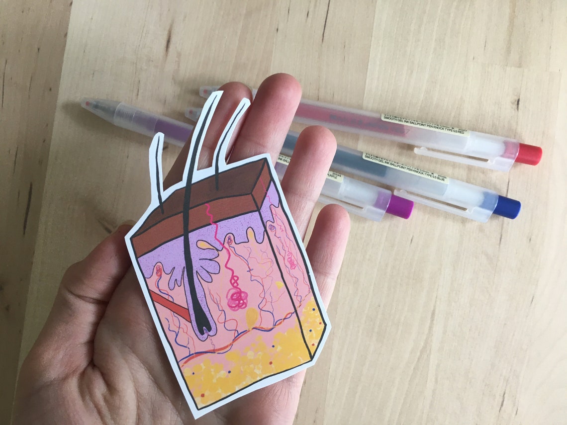 Skin/integumentary System Sticker - Etsy