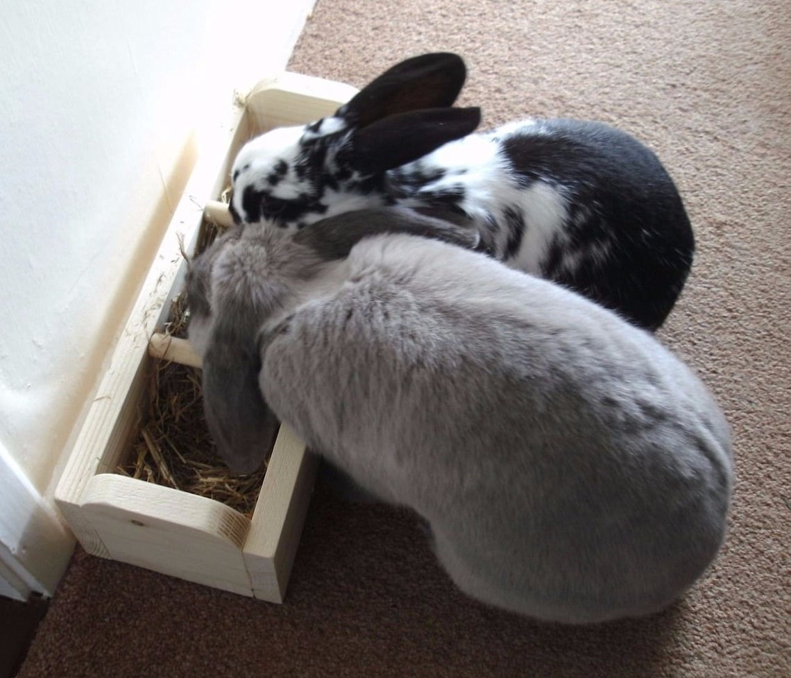 Rabbit Hay Feeder / Feeding Trough - Etsy