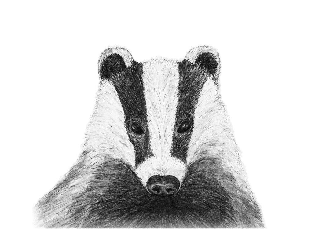 Badger Pencil Drawing, Downloadable, Printable, Digital Item, Animal ...