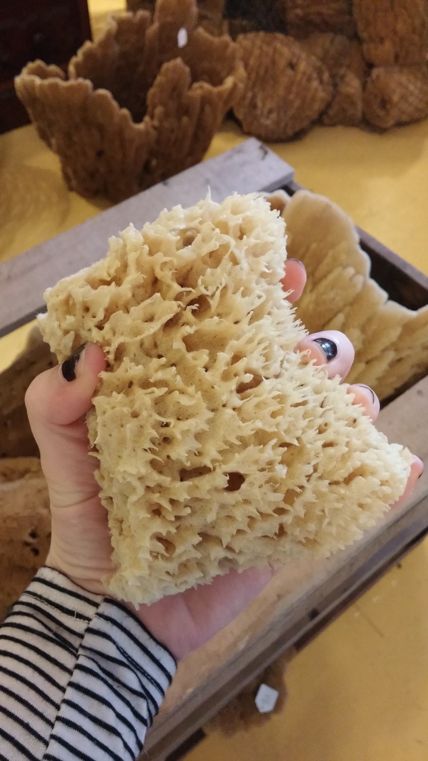 Natural Sea Sponge (sea Wool Sponge) - Etsy