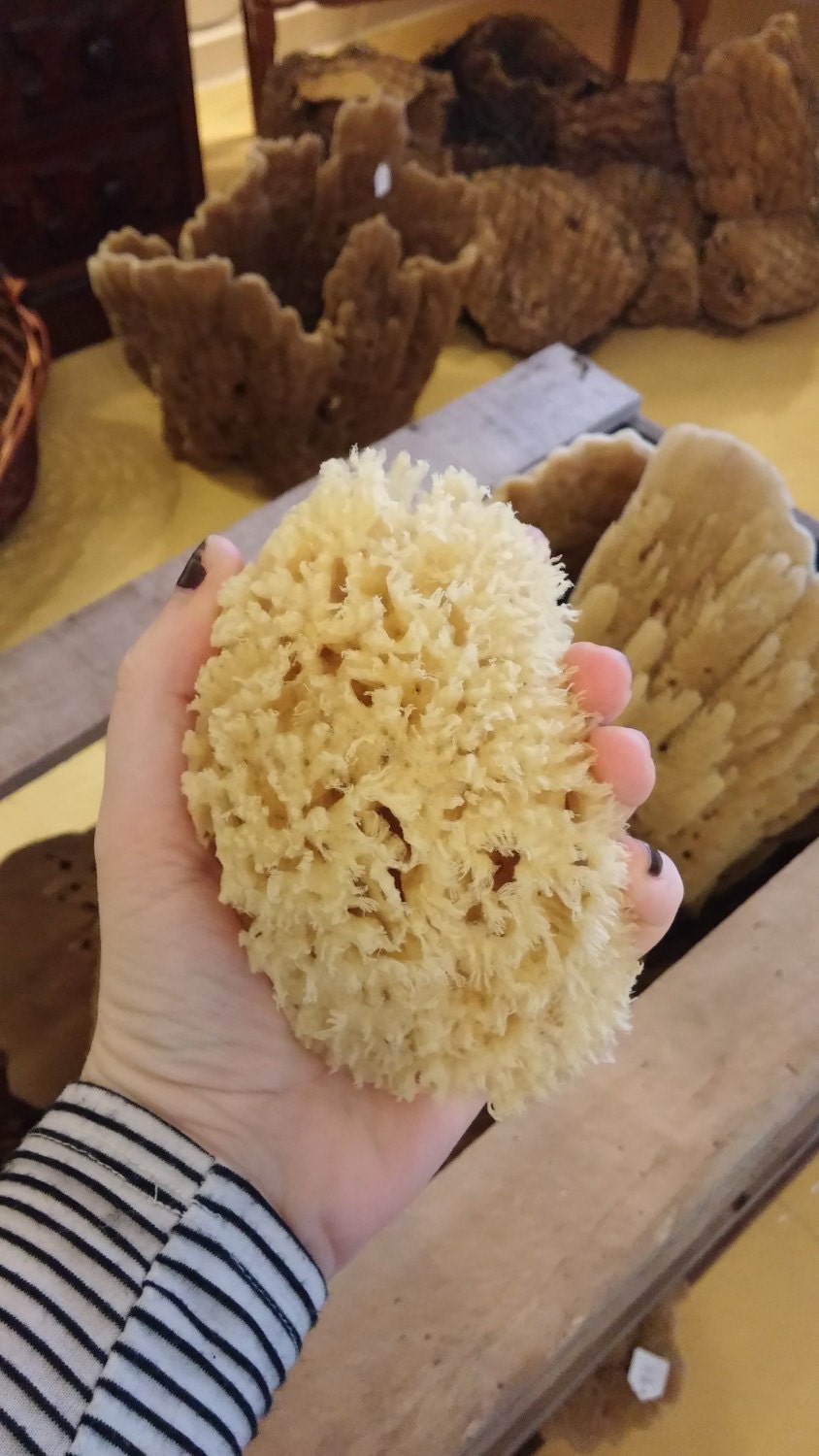 Natural Sea Sponge (sea Wool Sponge) - Etsy