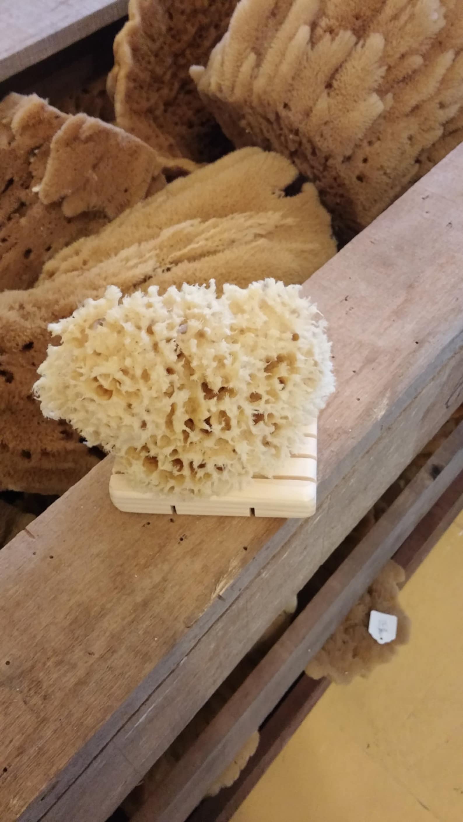 Natural Sea Sponge (sea Wool Sponge) - Etsy