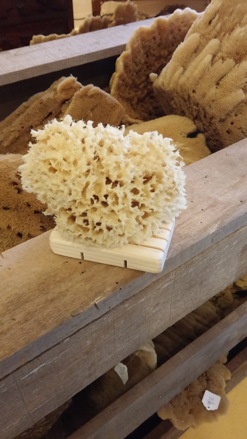 Natural Sea Sponge (sea Wool Sponge) - Etsy