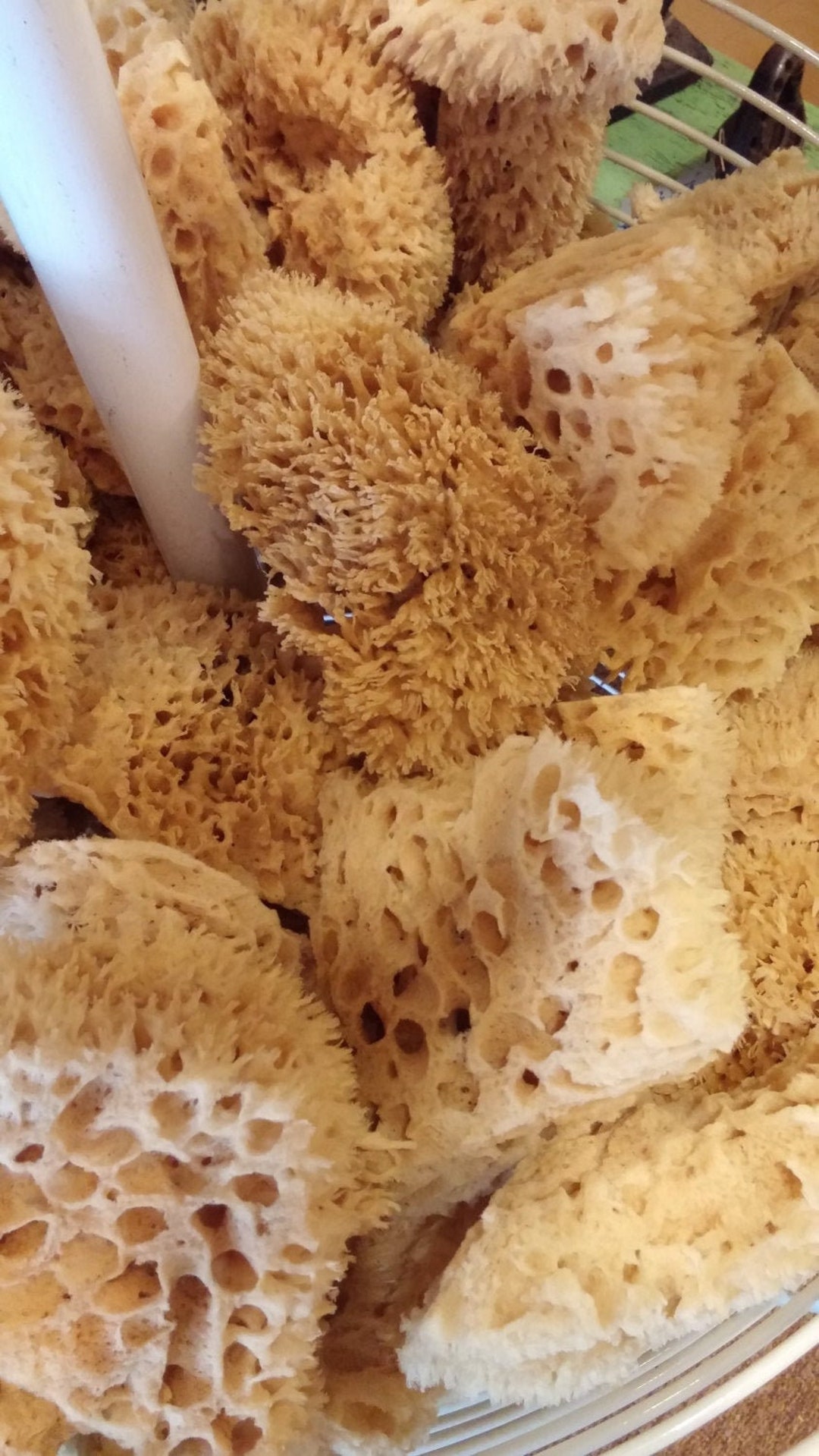 Natural Sea Sponge (sea Wool Sponge) - Etsy