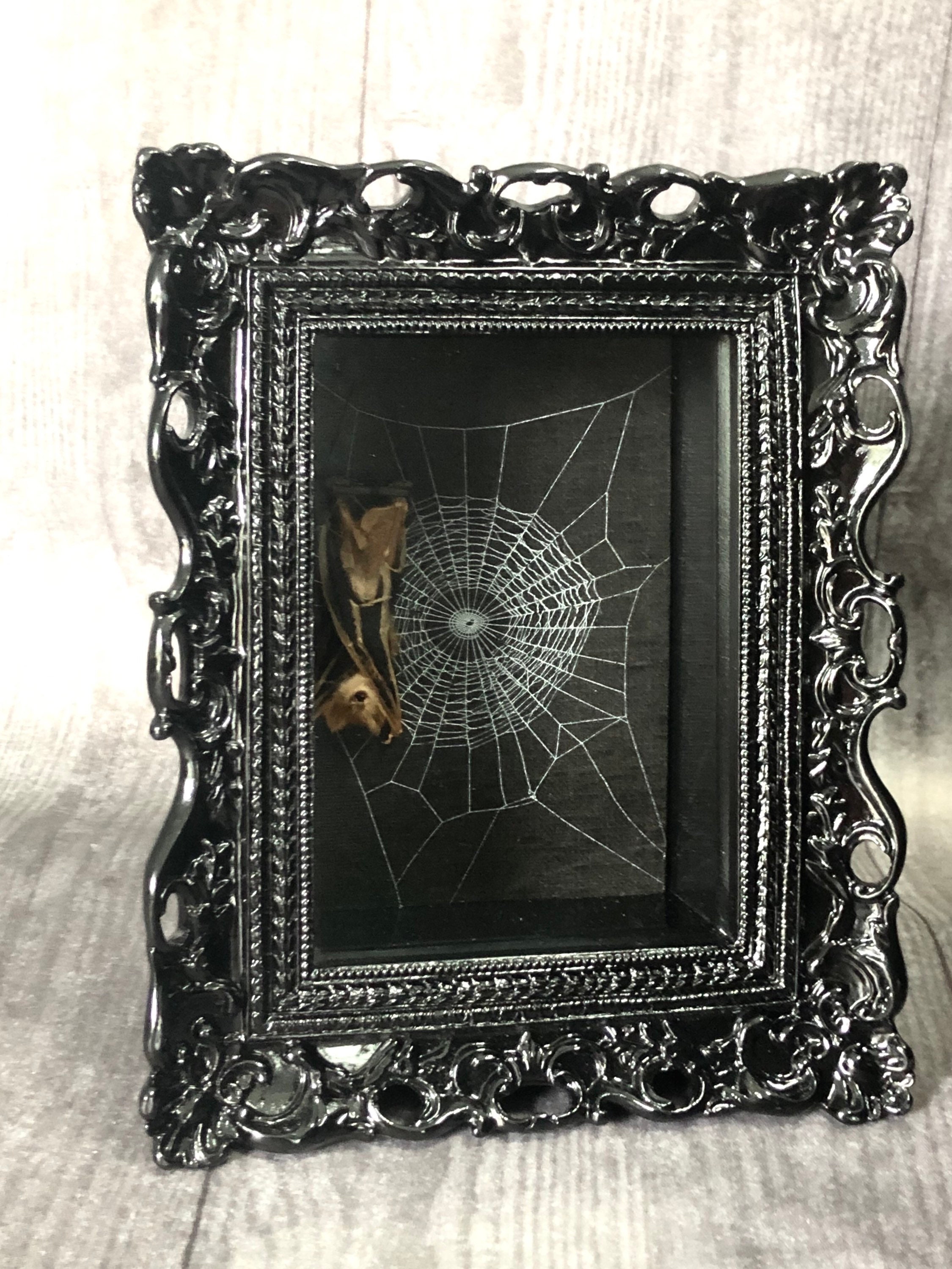 Gothic Shadow Box, Preserved Spider Web, Framed Spider Web, Spider Web ...