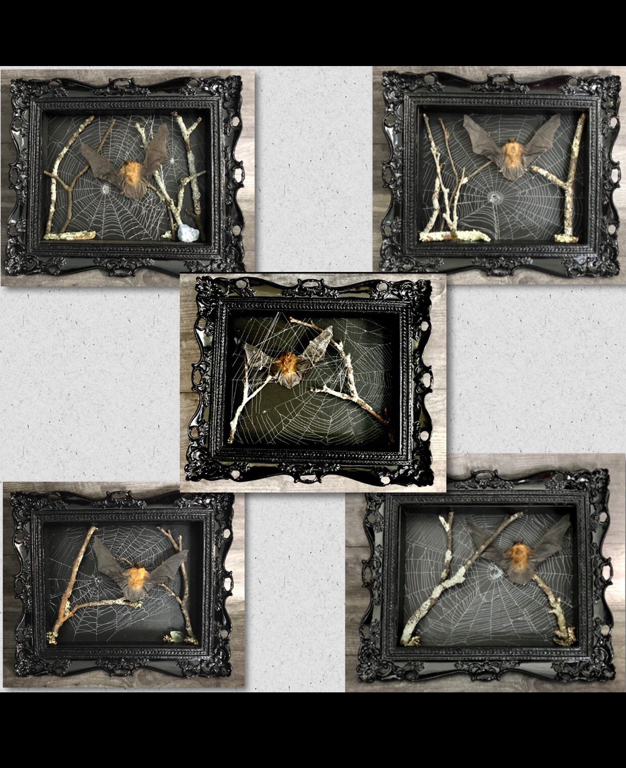 Gothic Shadow Box, Preserved Spider Web, Framed Spider Web, Spider Web ...