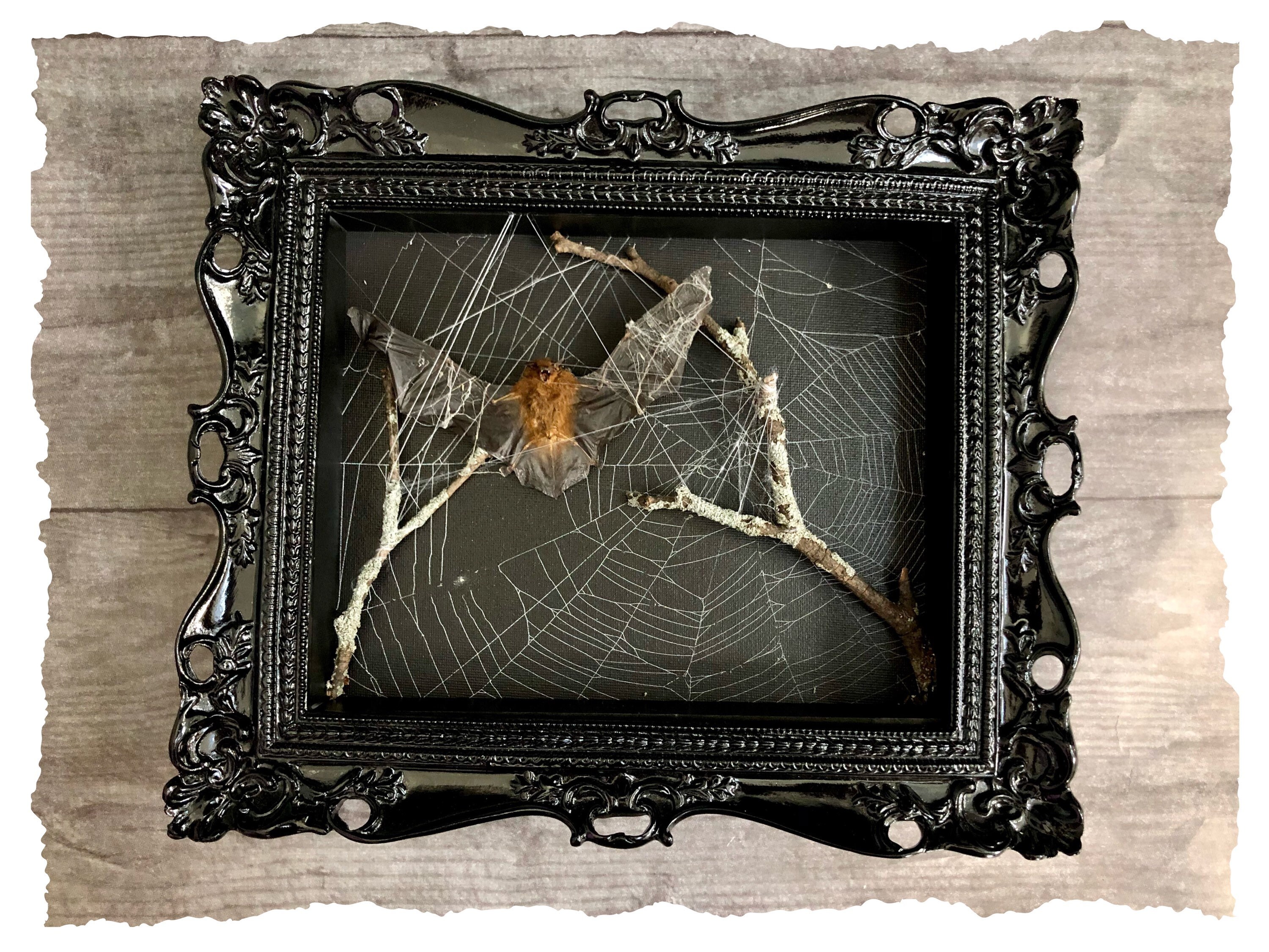 Gothic Shadow Box, Preserved Spider Web, Framed Spider Web, Spider Web ...