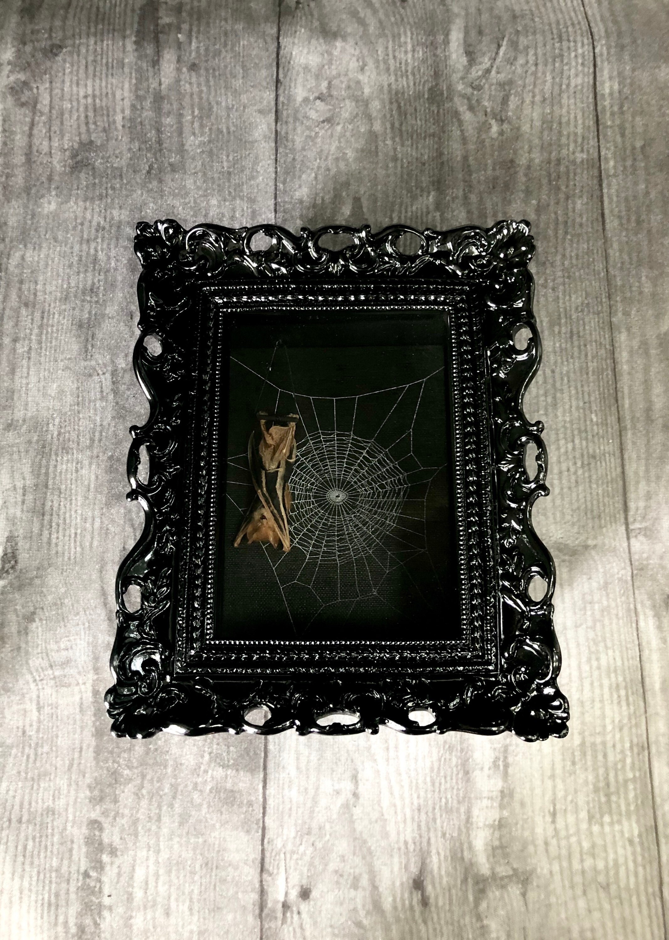 Gothic Shadow Box, Preserved Spider Web, Framed Spider Web, Spider Web ...