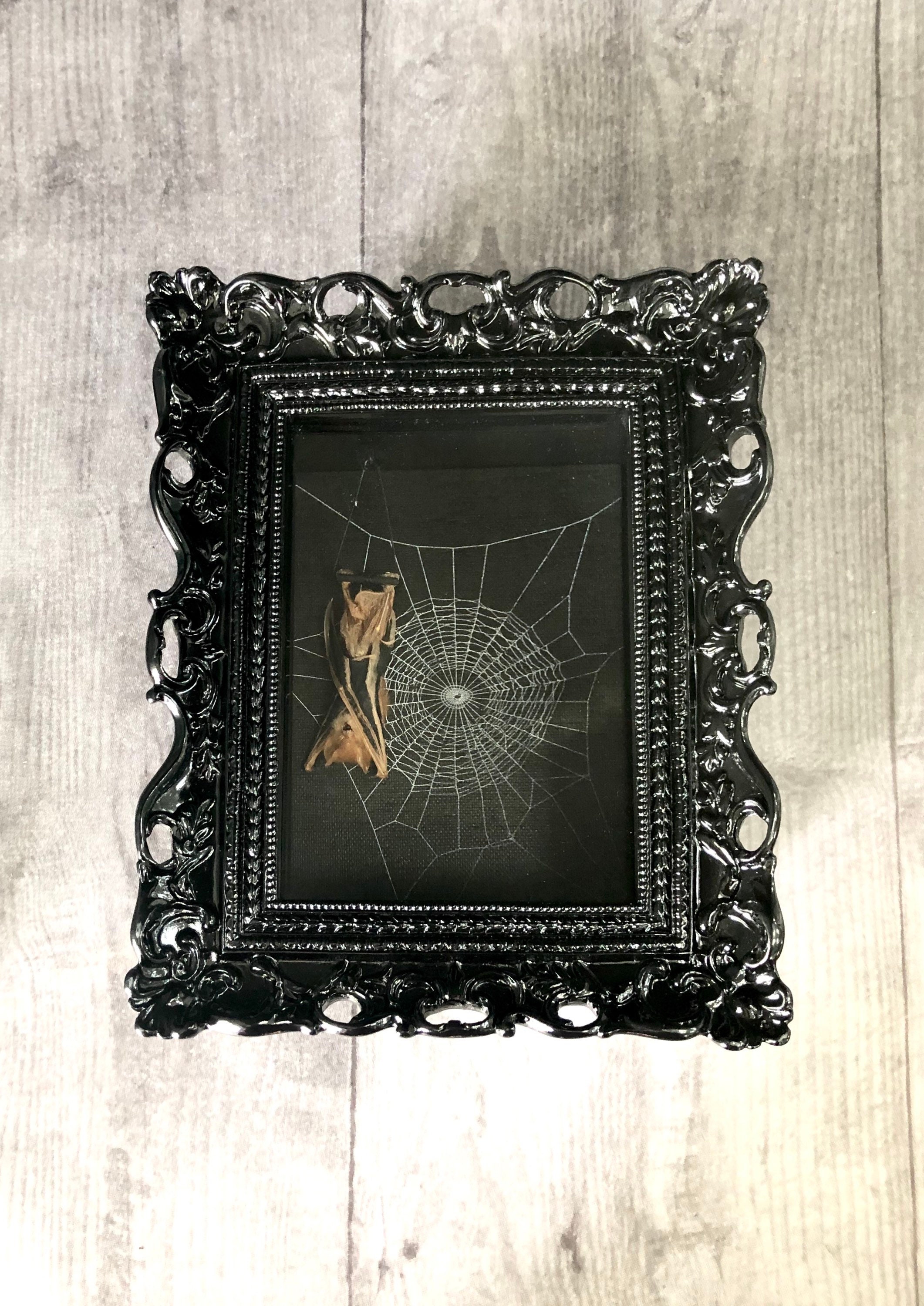 Gothic Shadow Box, Preserved Spider Web, Framed Spider Web, Spider Web ...