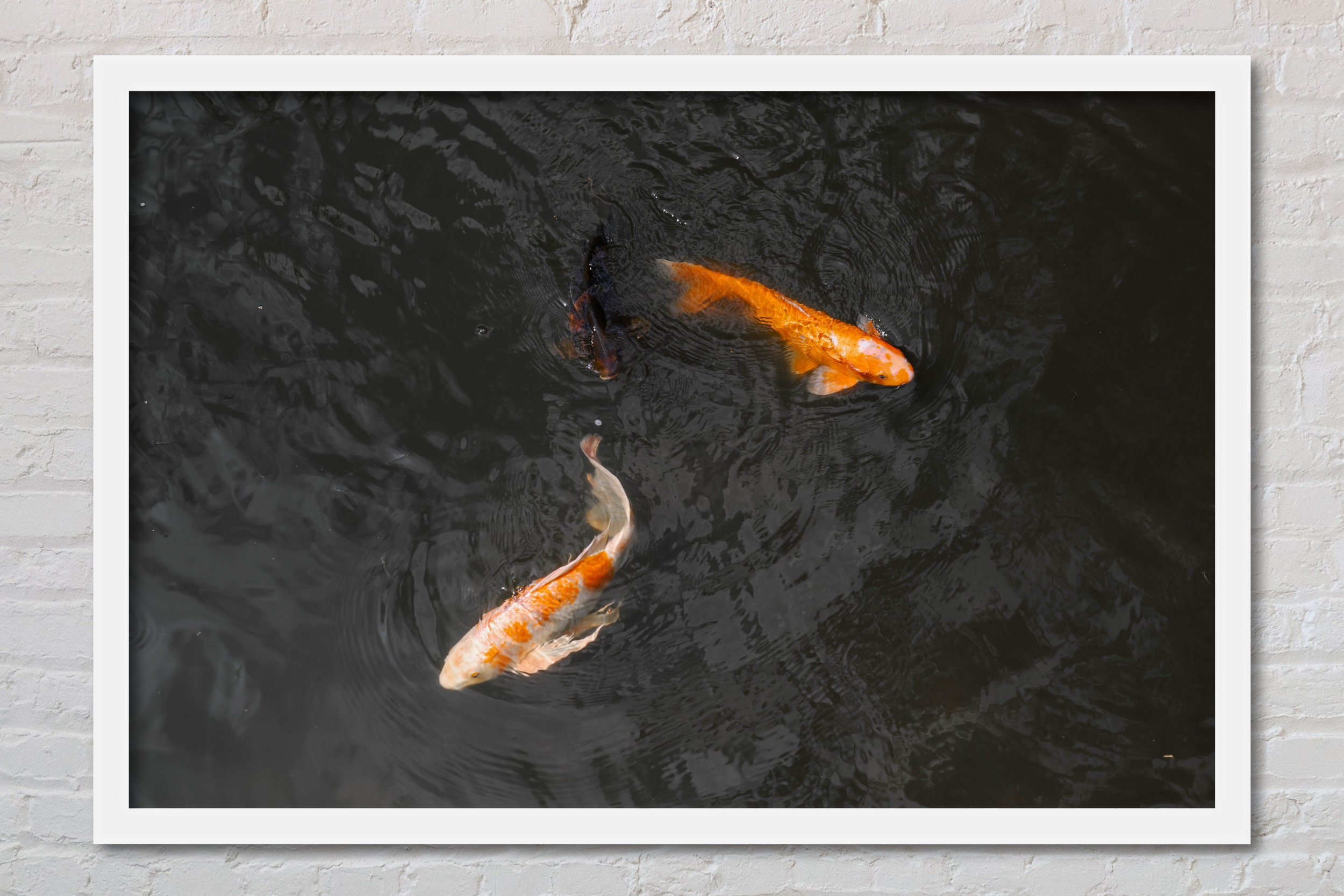 Koi Fish Pond Photography
