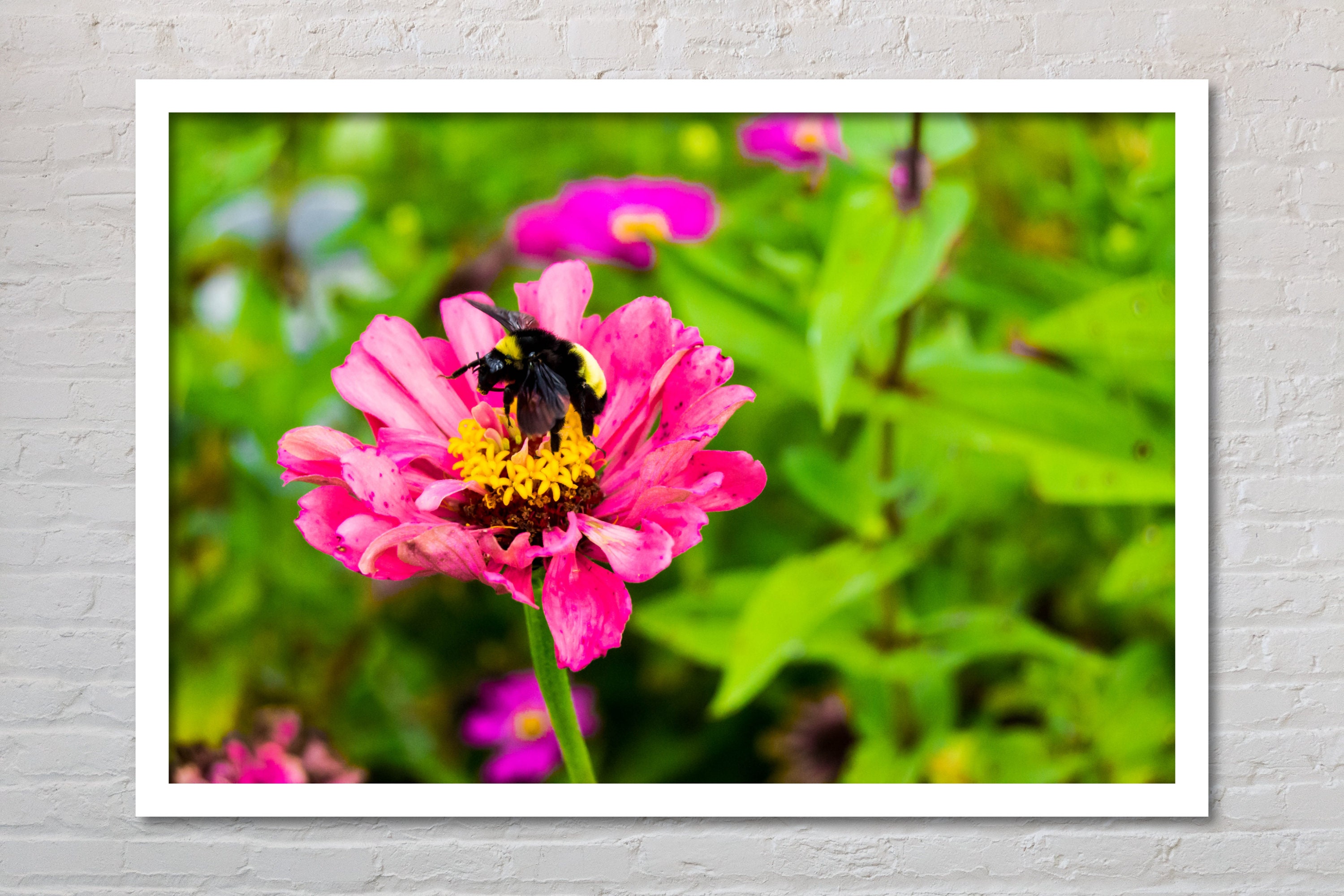 Bee Photo Print / Bumblebee Photography Photos Wall Art / Wall Decor ...