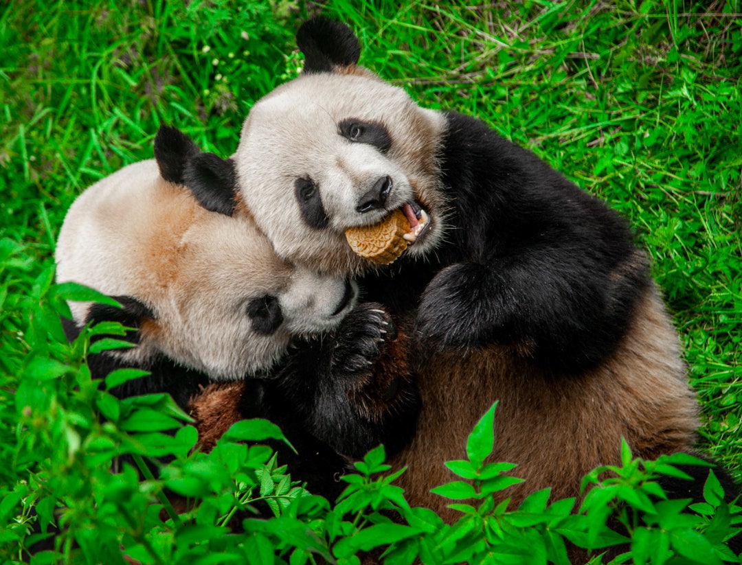 Panda Hang! - Kunming China - Photograph by Nathaniel C. Shannon - Etsy