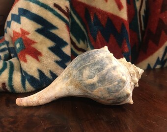 Blue conch shell | Etsy
