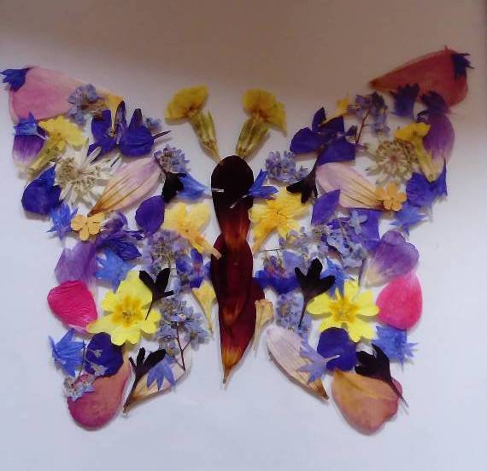 Pressed Flower Butterfly Real Flower Butterfly. Your Choice - Etsy