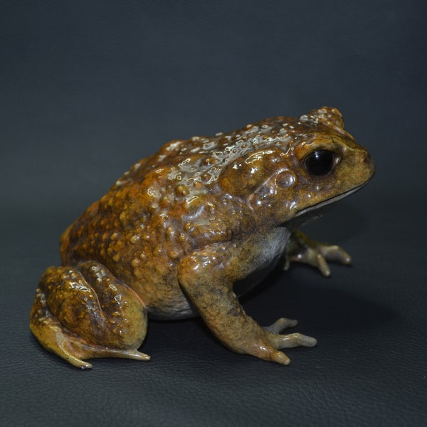 Copper Frog - Etsy