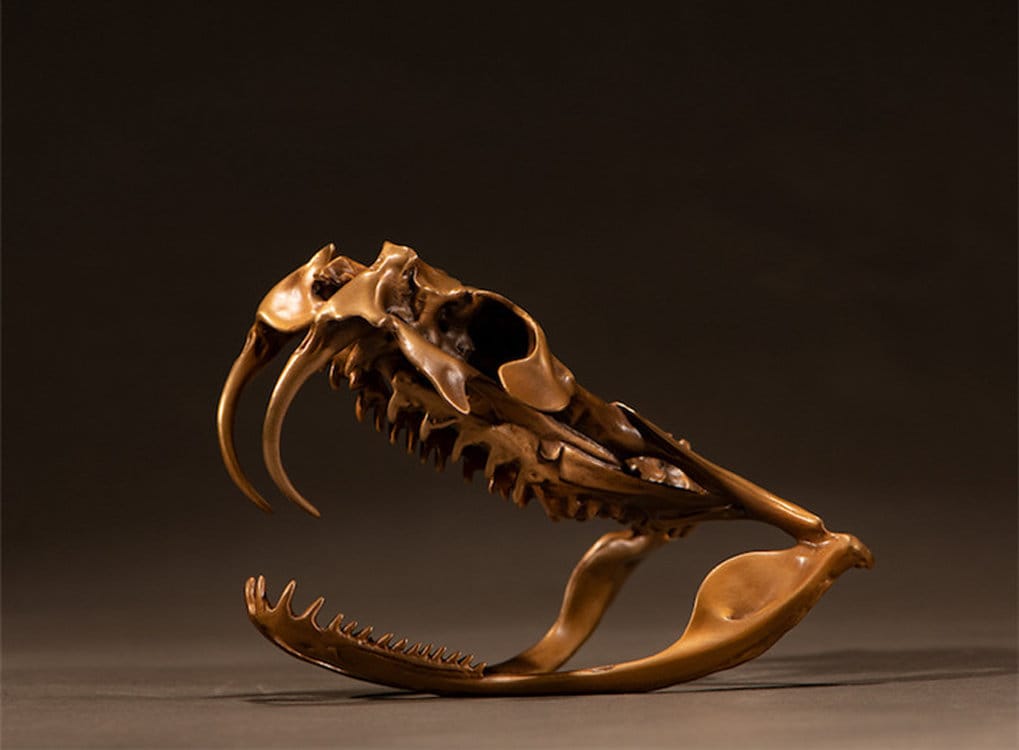 Gaboon Viper Skull