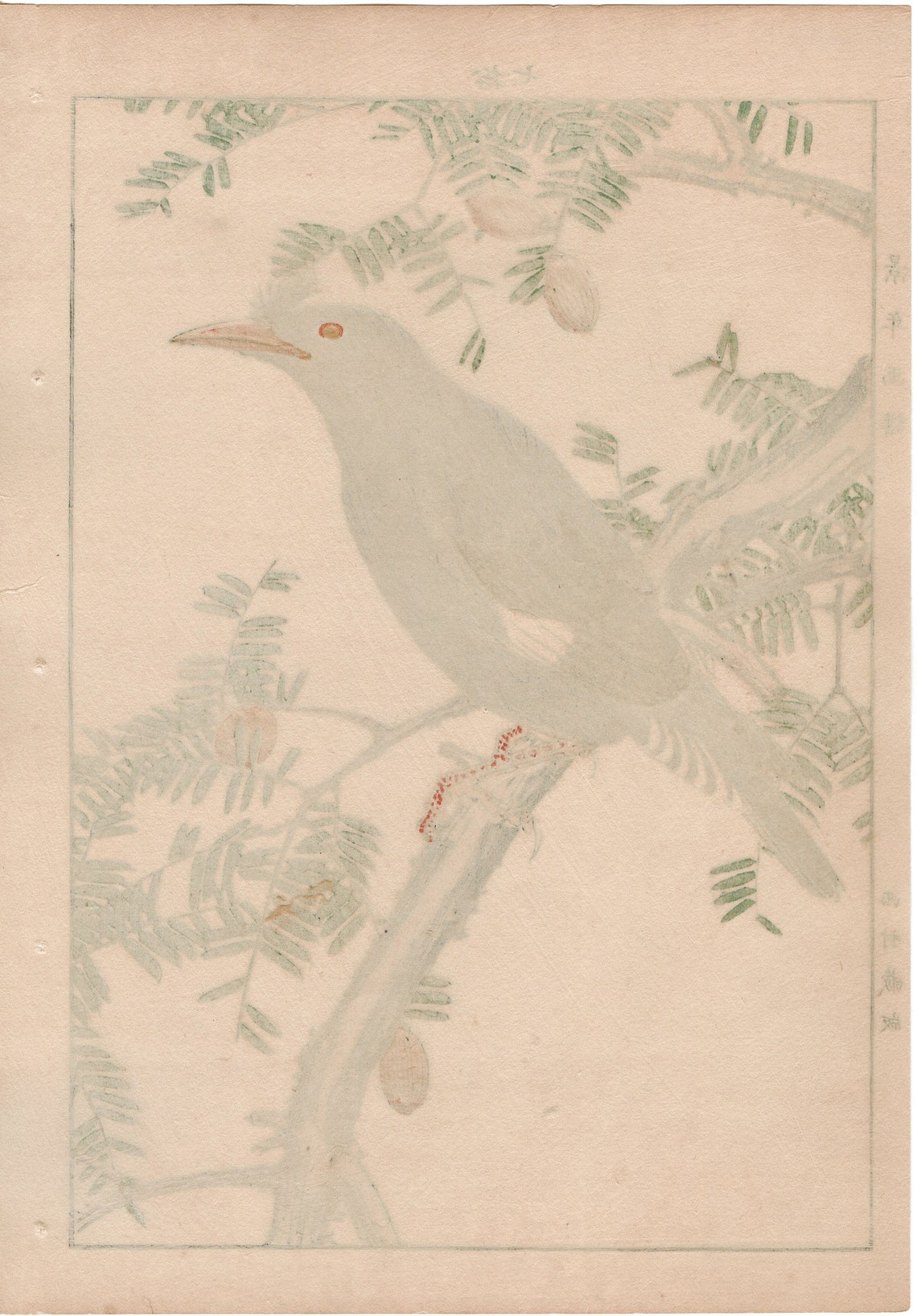 1892 Imao Keinen japanese Nutmeg Tree Crested - Etsy