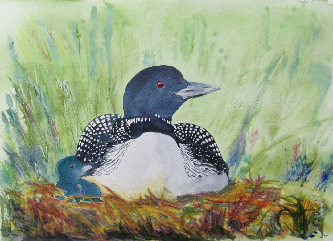 Loon Nest Original Watercolour Loon Family Lake Loon - Etsy