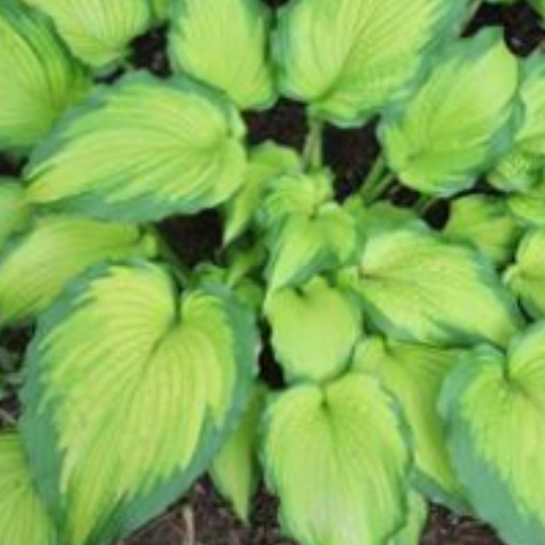 Hosta Plant Duo: Emerald Ruff Cut & Curly Fries - Shade Garden Plugs - Etsy