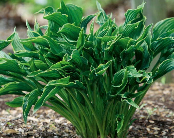 Praying Hands Hosta - 2 Bareroots - Etsy