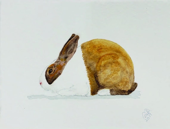 Dutch Rabbits Colors