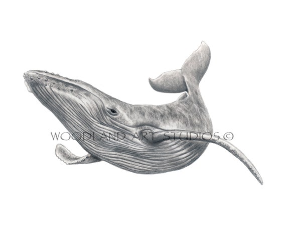 Bultrug Walvis Tekening Zwart Wit