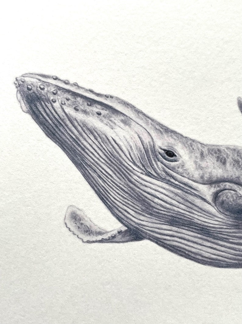 Original Whale Art Print Comes Embossed and Signed by Artist - Humpback ...