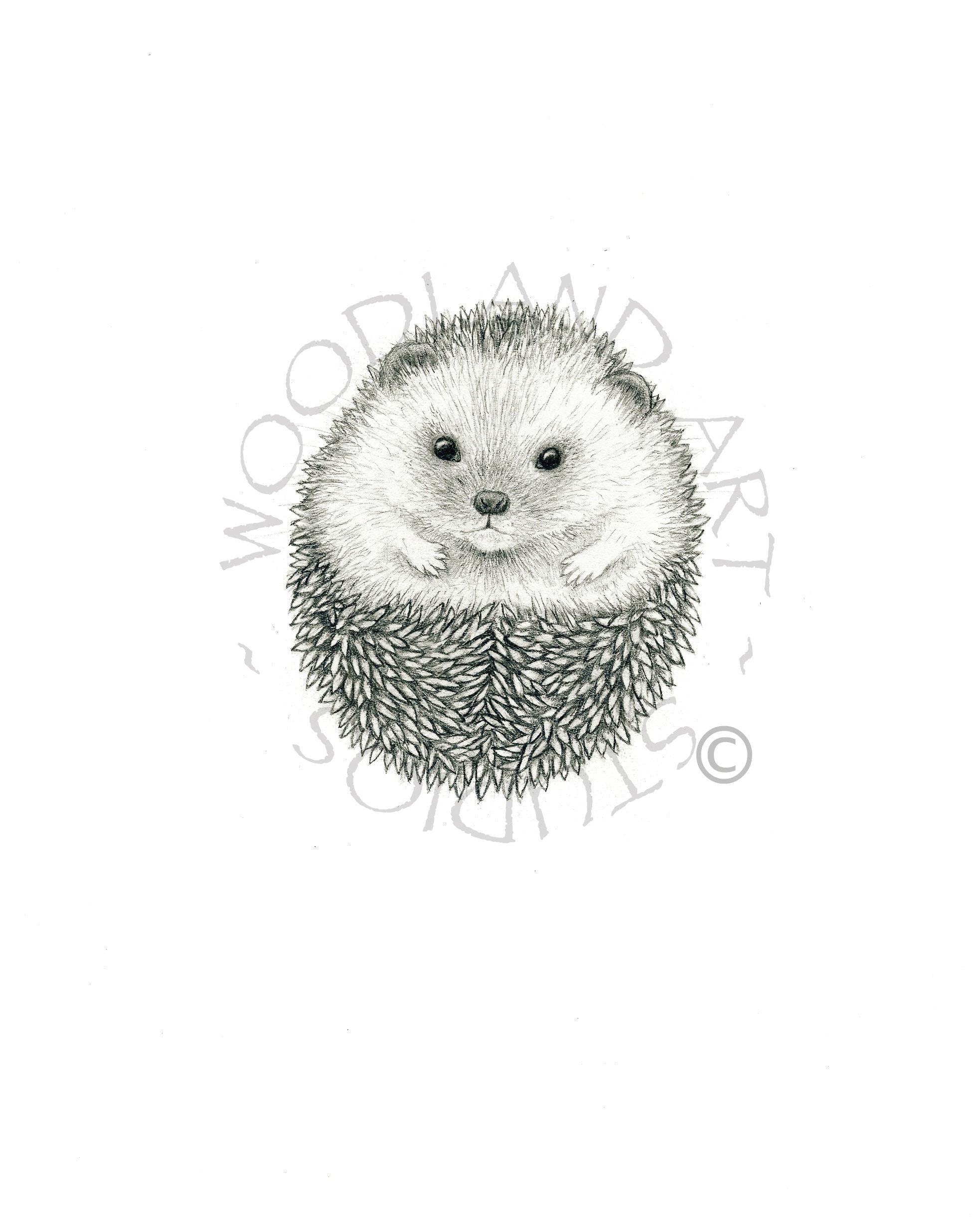 Hedgehog Drawing Easy Cute