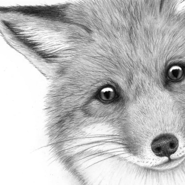 Red Fox Illustration - Etsy
