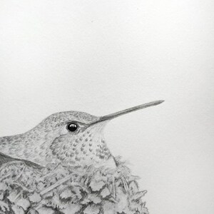 Hummingbird Art Print original Hummingbird Drawing Signed by the Artist ...