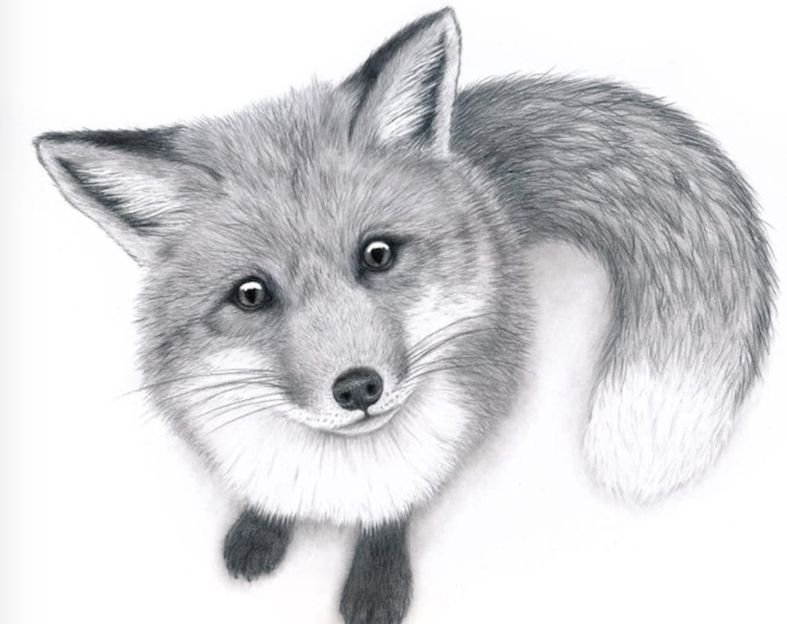 Curious Fox Fox Art Print Original Pencil Drawing of a Red - Etsy