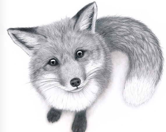 Fox Sketch
