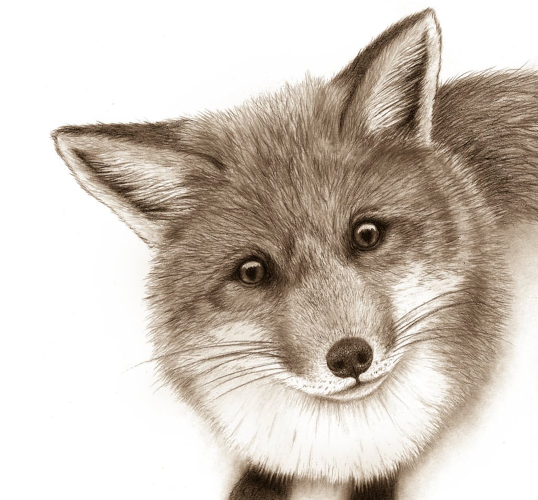 Fox Art Print ,in Sepia Tones Printed From an Original Pencil Drawing ...
