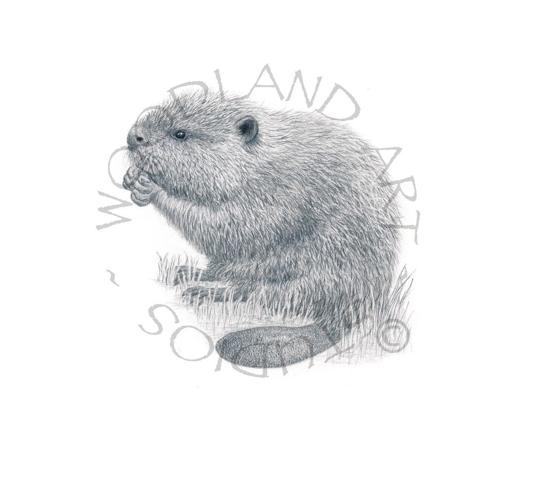 Adorable Canadian Beaver Wall Art -beaver Art Print for Him - Perfect ...