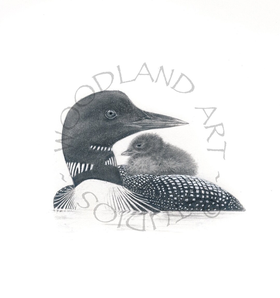 Loon Art Print Loon Drawing Signed by the Artist Original Bird Wall Art ...