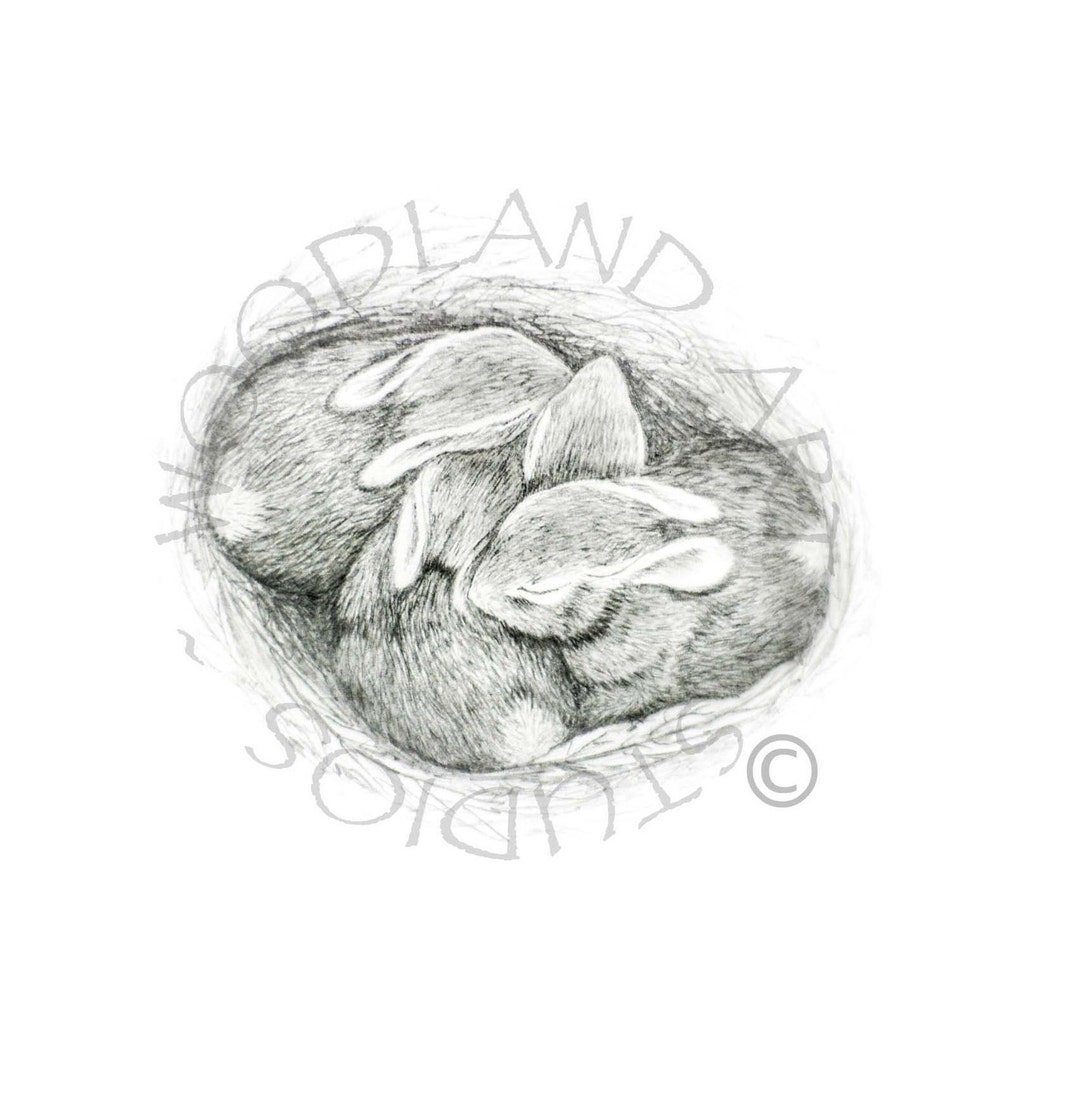 Bunny Art Print Baby Rabbits Sleeping Fine Art Nursery Wall Art is ...