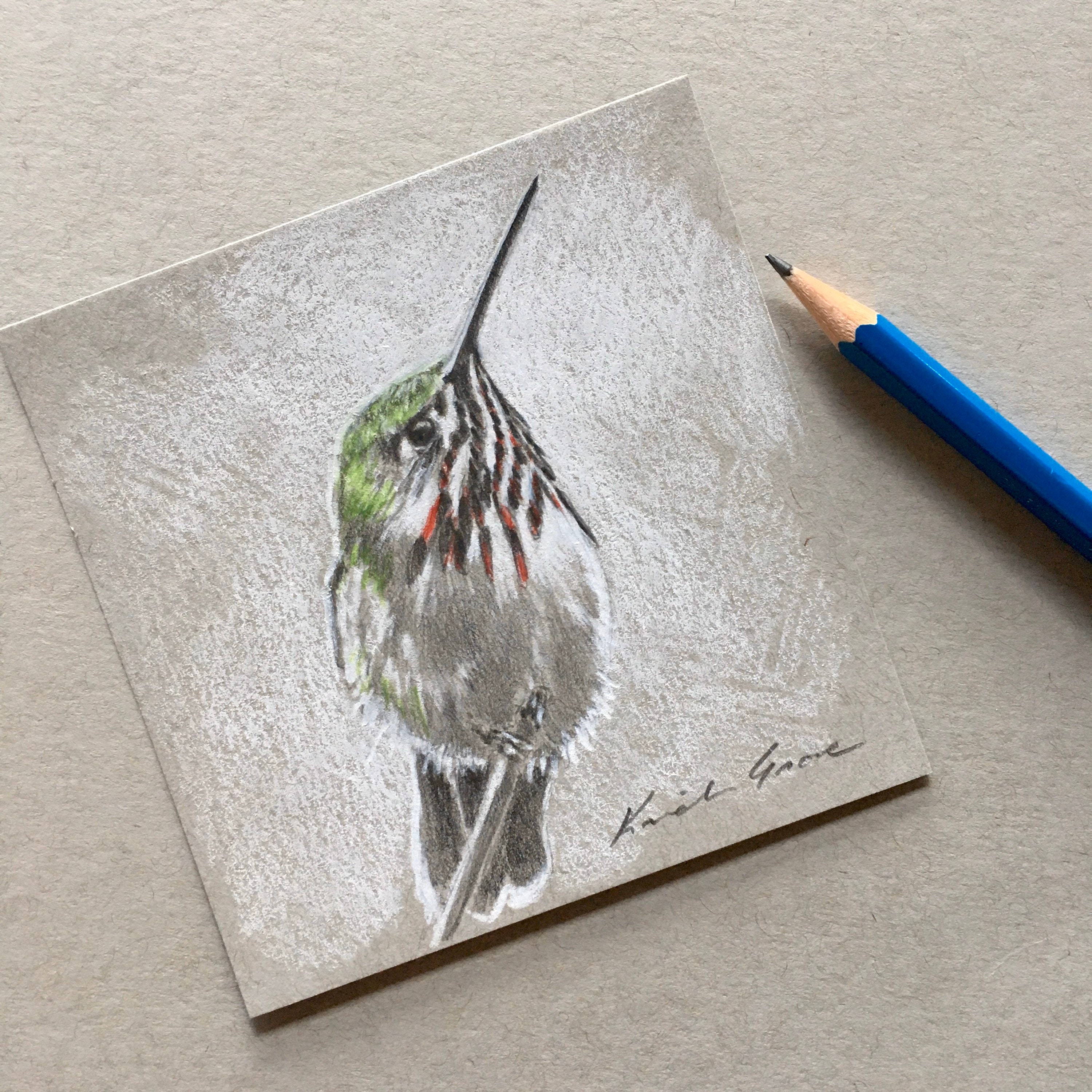 MINI HUMMINGBIRD DRAWING First of the Season Calliope - Etsy