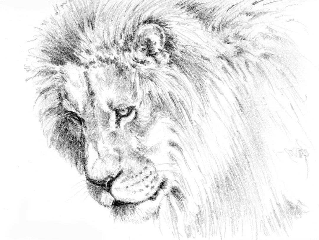 PRINTABLE LION DRAWING, African Animal Sketch, Big Cat Instant Digital ...