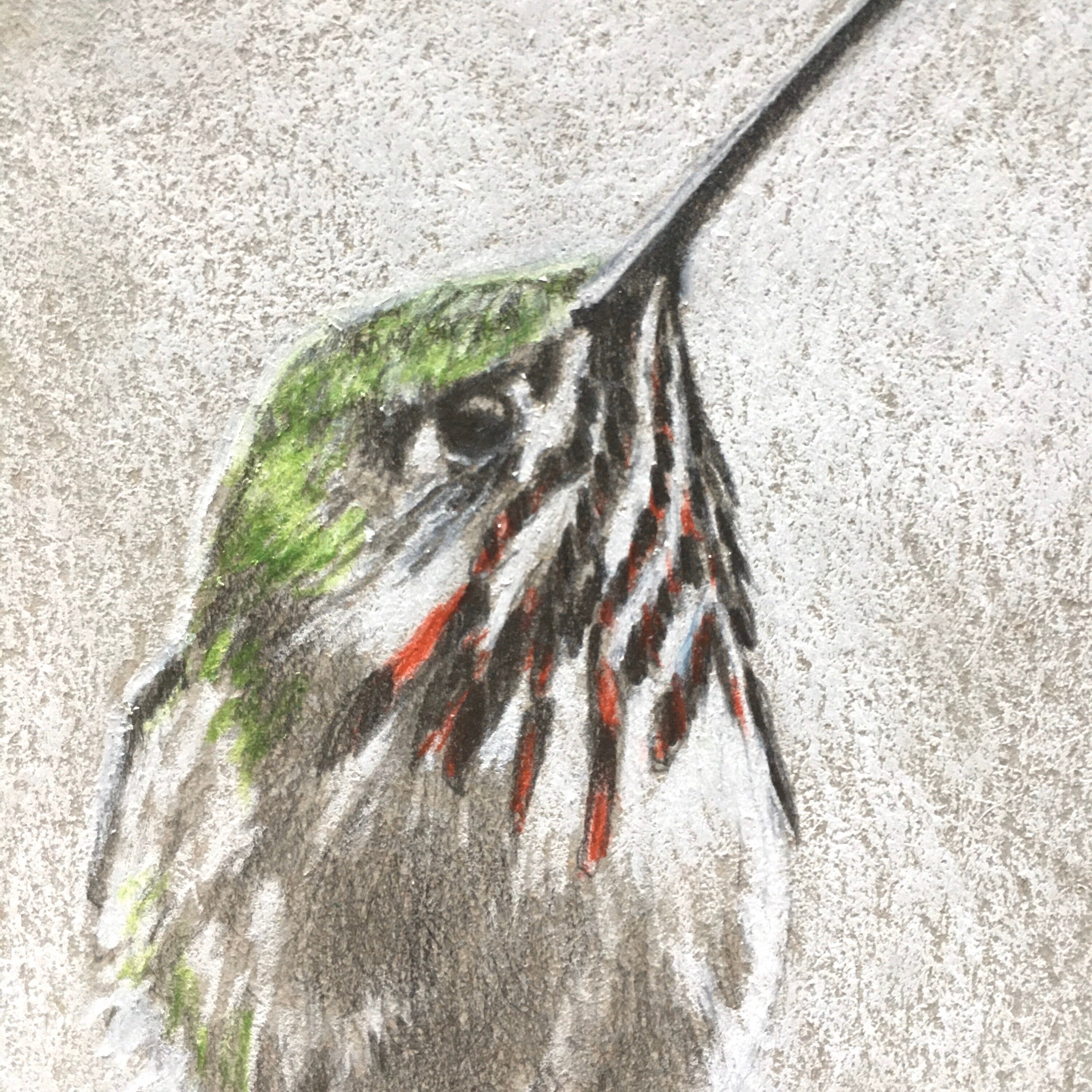MINI HUMMINGBIRD DRAWING First of the Season Calliope - Etsy
